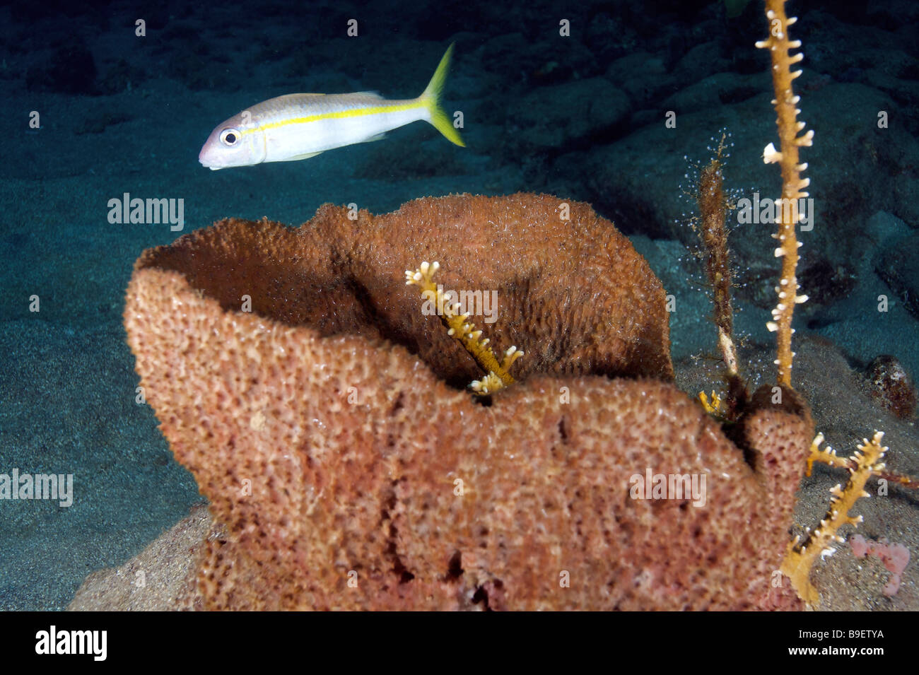 Caribbean underwater life Stock Photo - Alamy