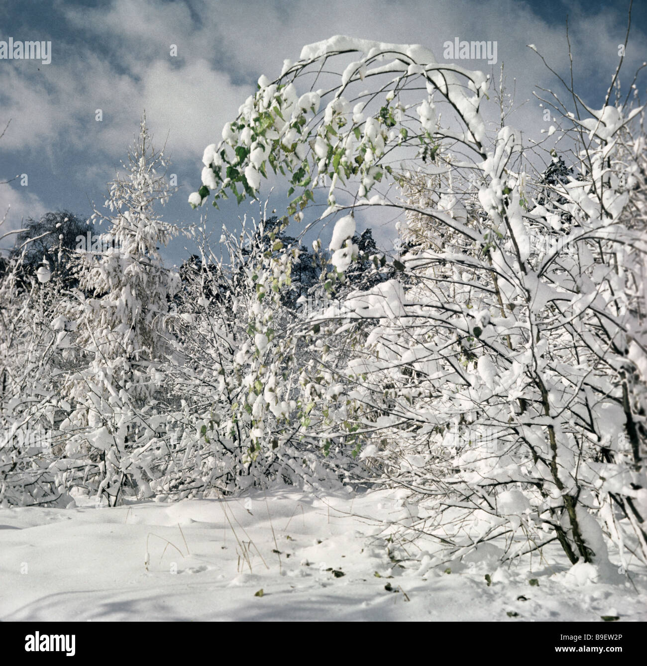 Snow bound trees in the forest Stock Photo - Alamy