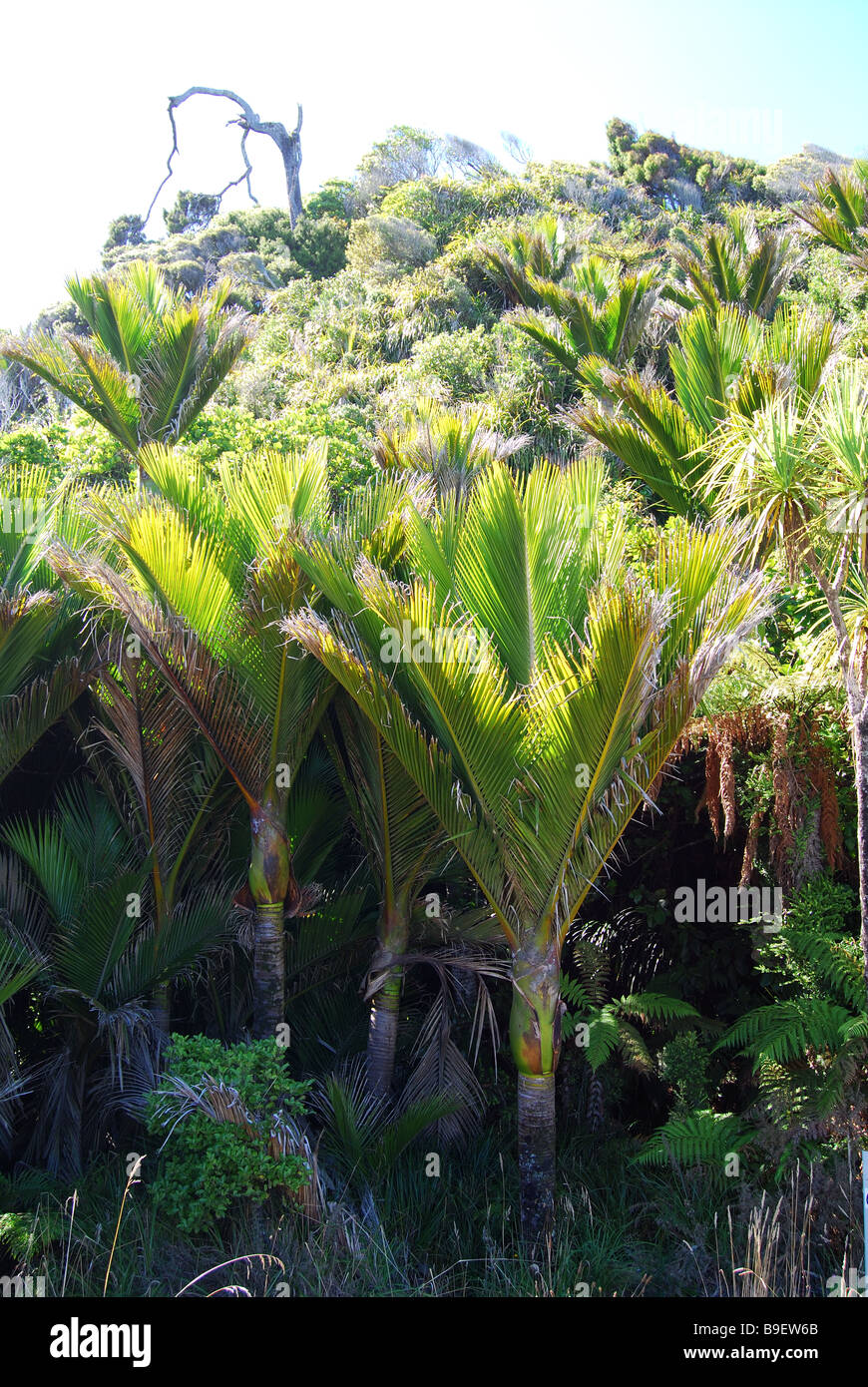 Nikau Palm trees, Punakaiki, Paparoa National Park, West Coast, South ...