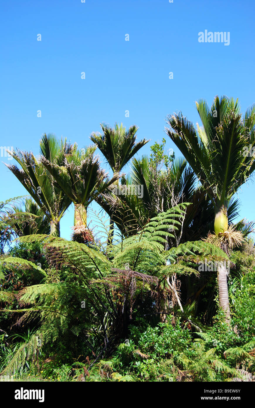 Nikau Palm trees, Punakaiki, Paparoa National Park, West Coast Region ...