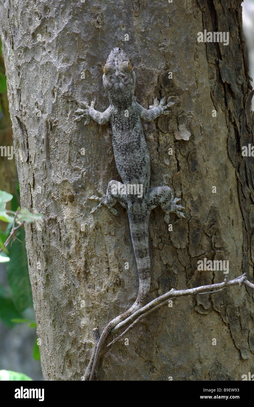 Blaesodactylus boivini blaesodactylus boivini hi-res stock photography ...