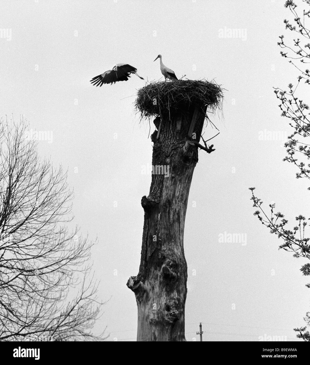 Storks nesting in the tree Stock Photo - Alamy