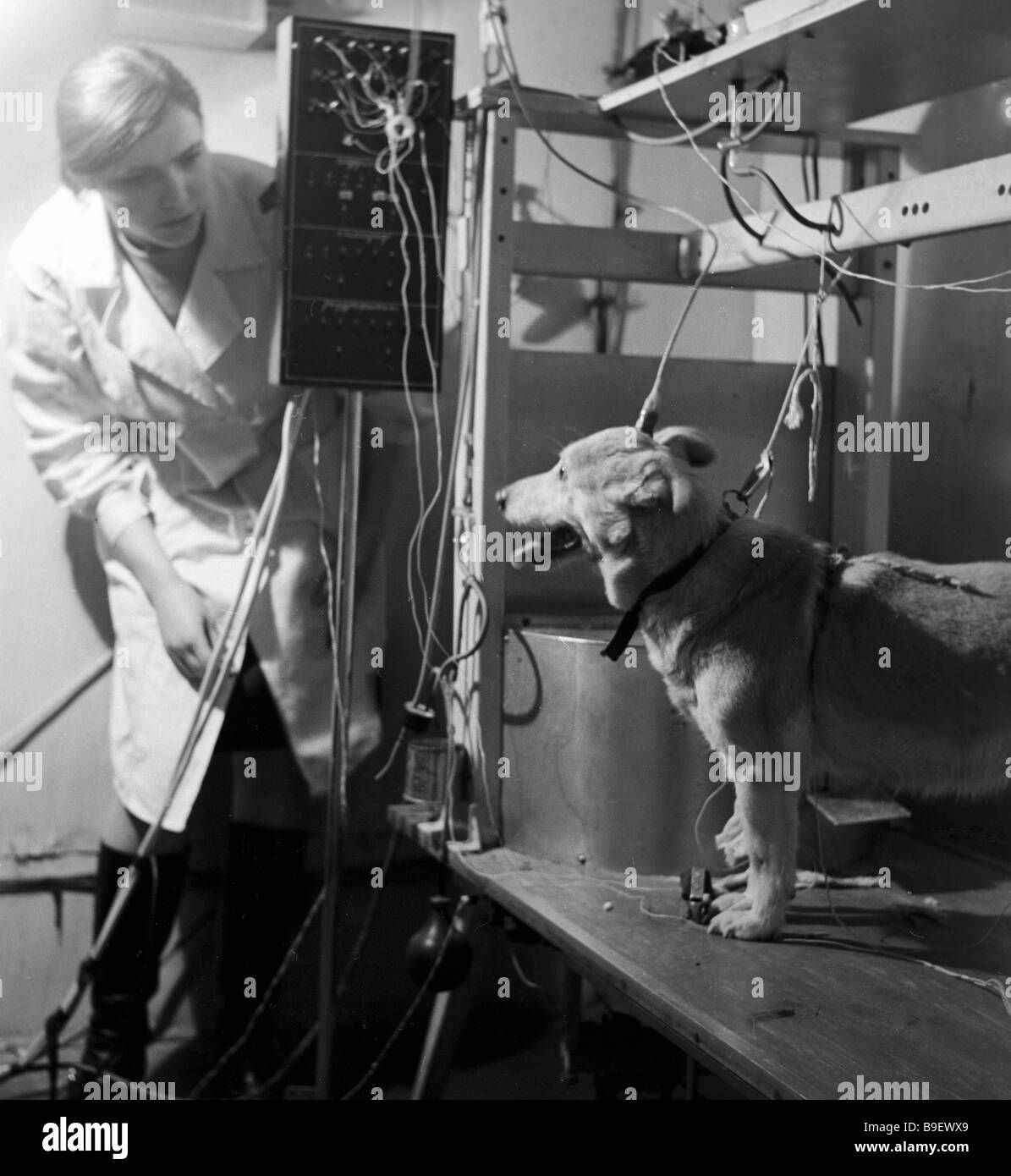 Test experiments at the Institute of Higher Nervous Activity Stock ...