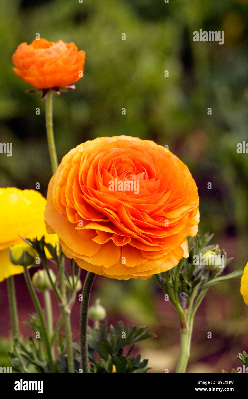 The ranunculus in bloom at the Flower Fields in Carlsbad, California ...