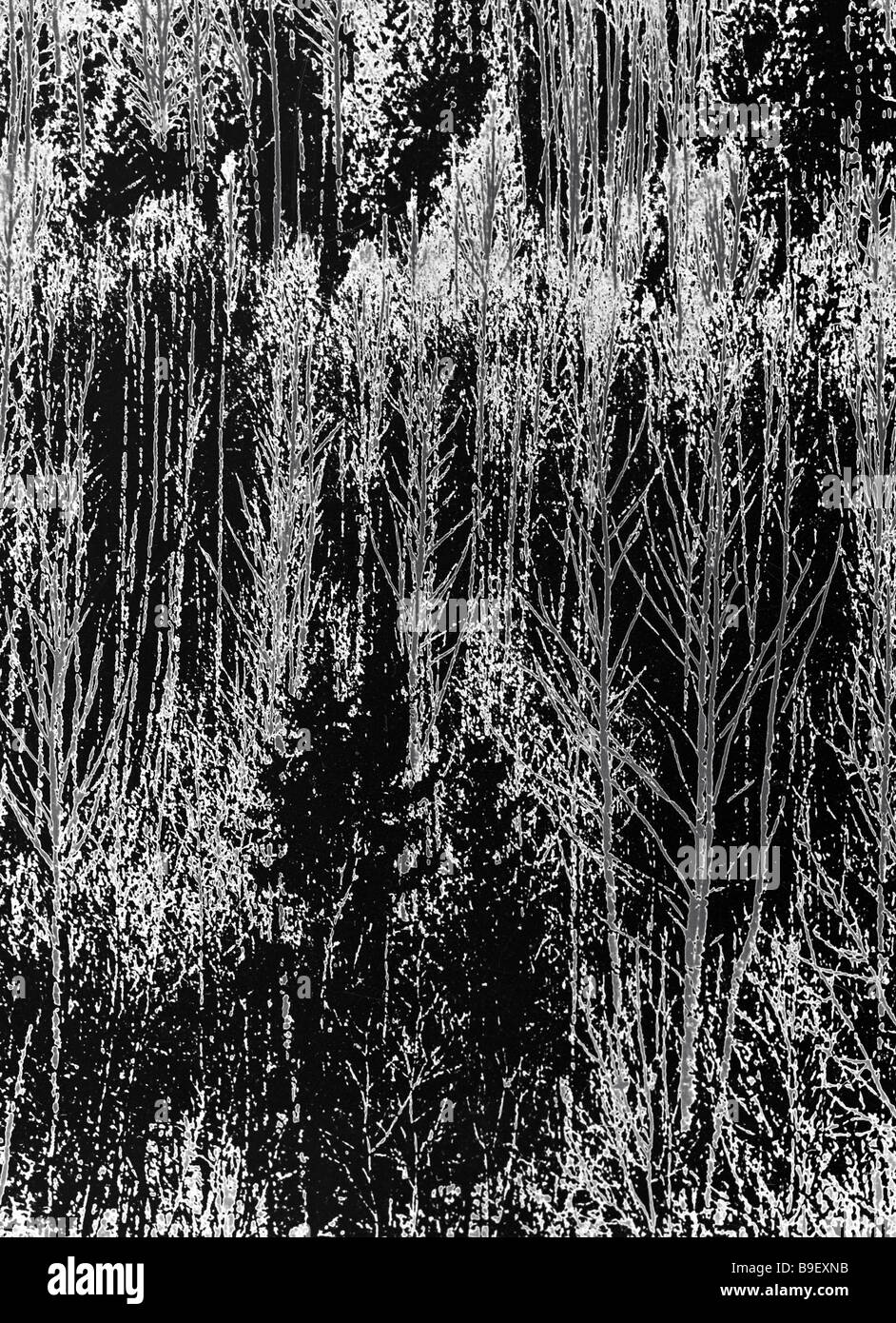 The Russian Forest Stock Photo - Alamy
