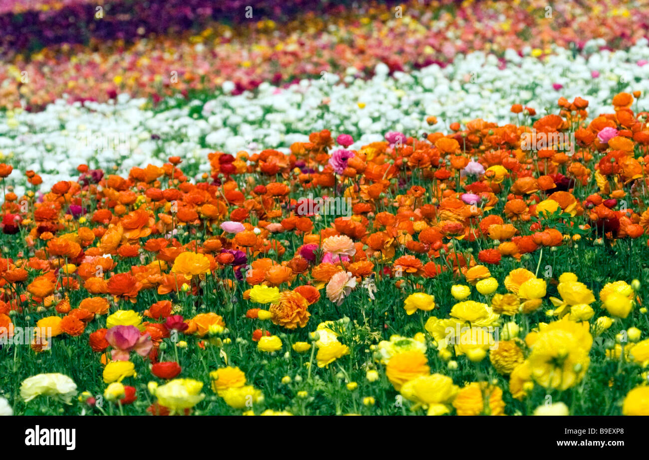 Tecolote giant ranunculus hi-res stock photography and images - Alamy