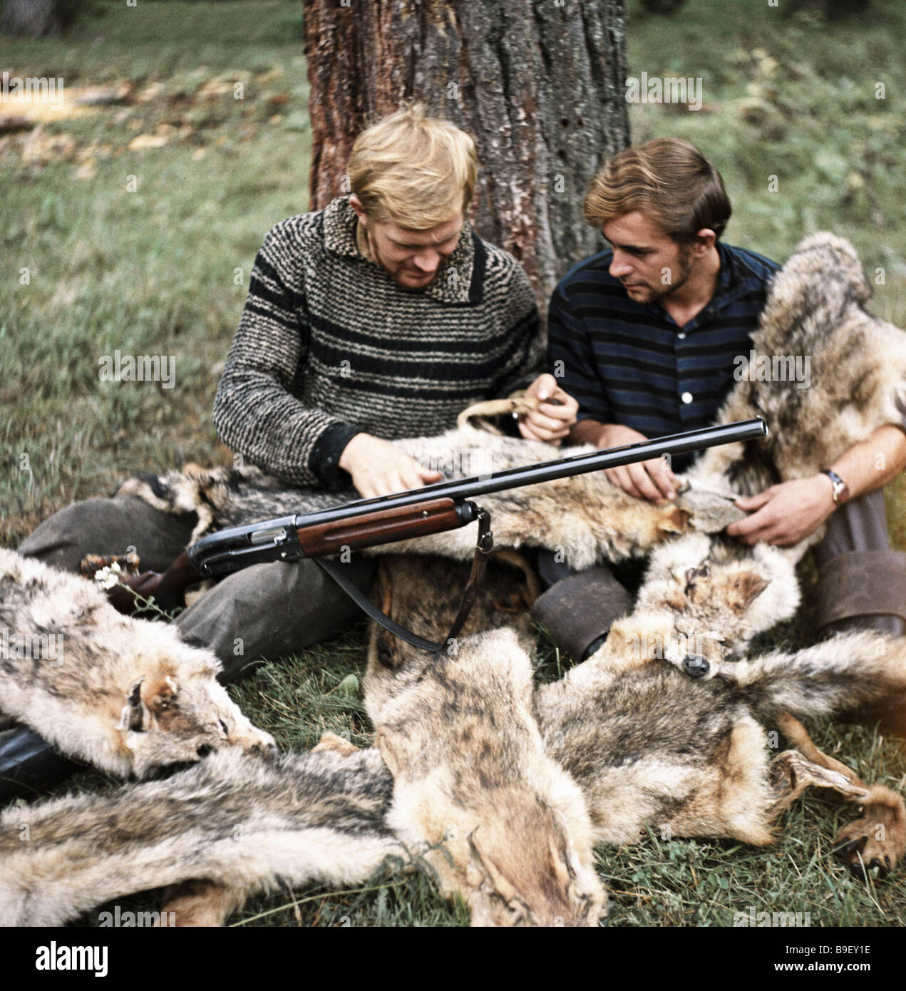 Zoologists examining the skins of wolves shot for research purposes ...