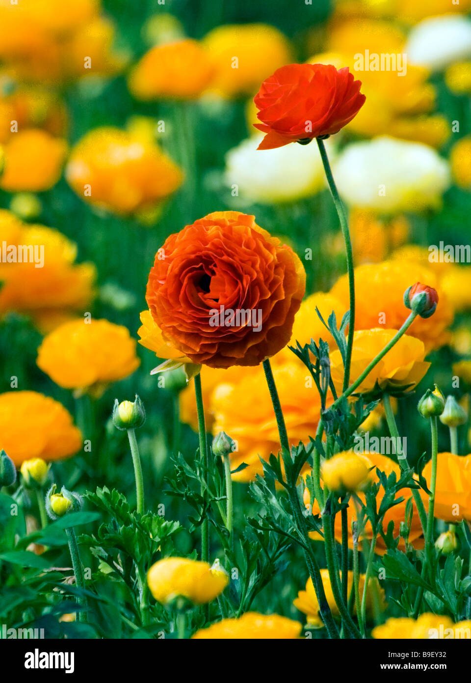 Giant tecolote ranunculus flower fields hi-res stock photography and ...