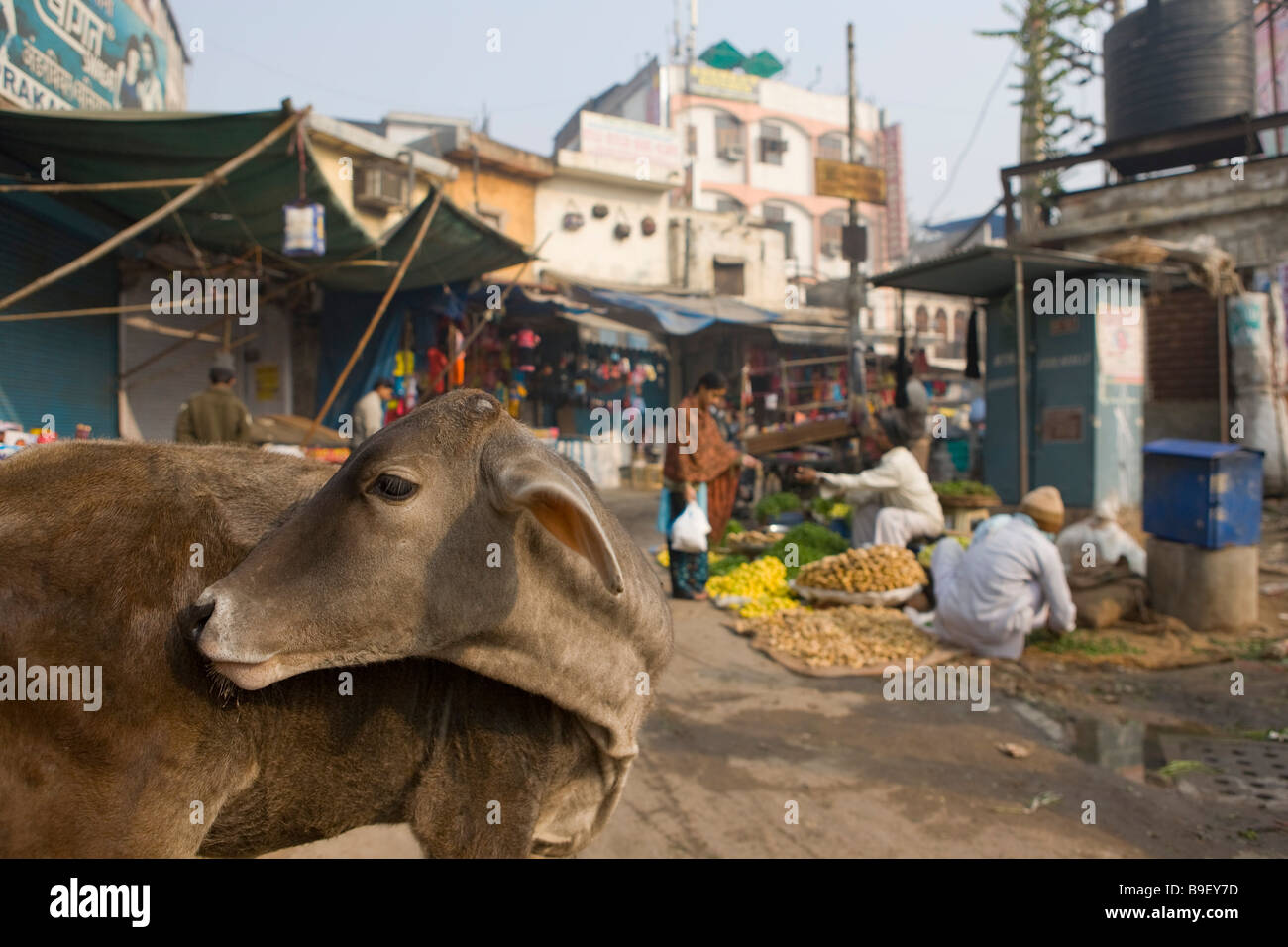 India Delhi Main Bazar Cow Stock Photo - Alamy