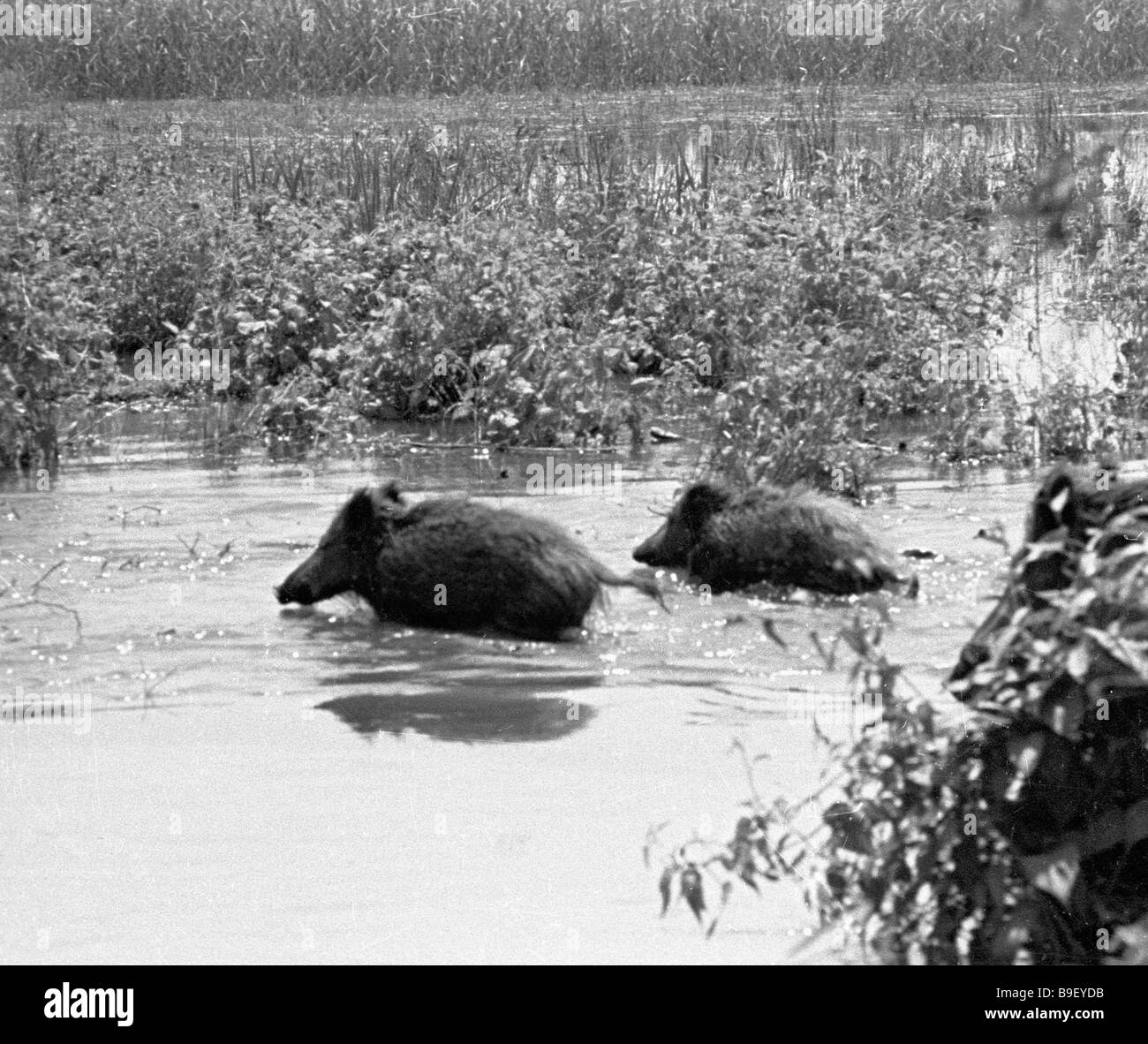Wild boars at the watering place Astrakhan state nature reserve Stock ...