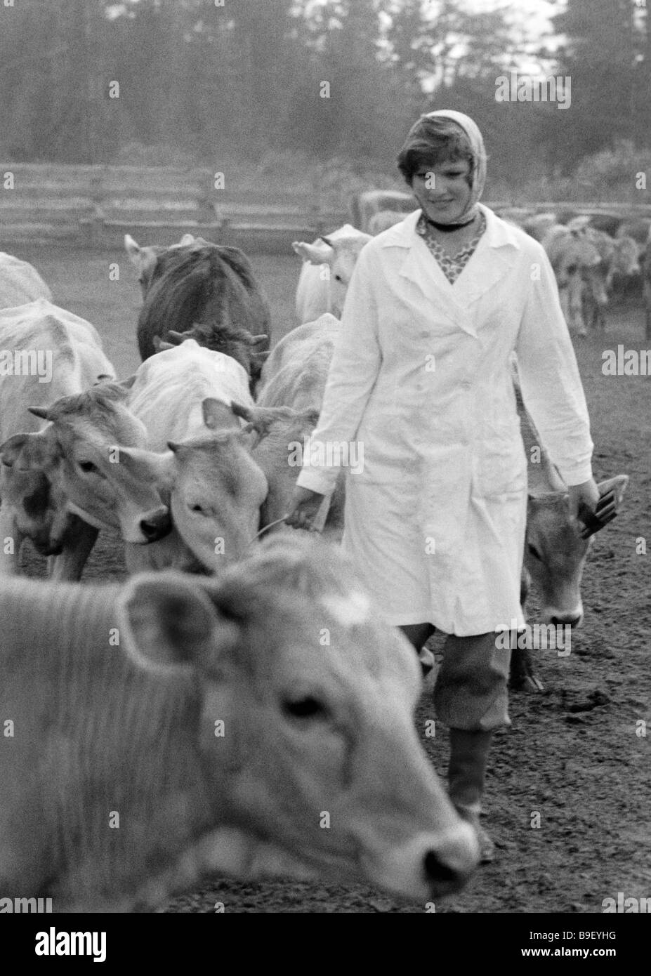 Milkmaid among grazing cows Stock Photo - Alamy