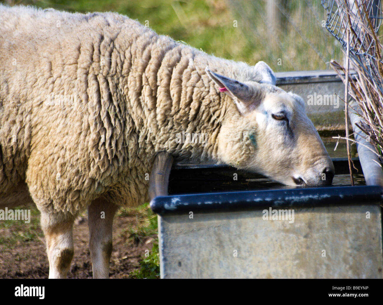 Sheep drinking hi-res stock photography and images - Alamy