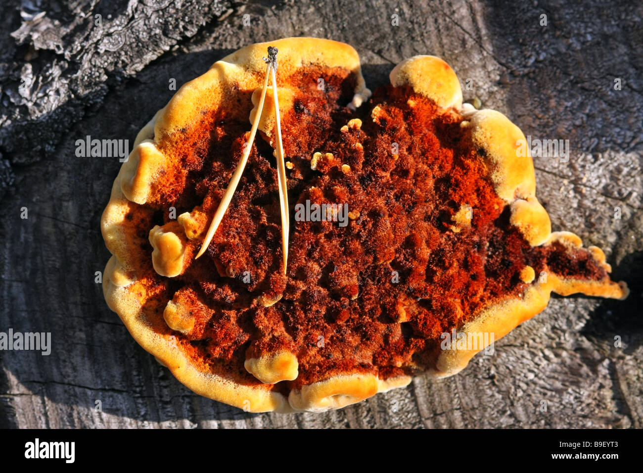 Colorful colourful fungus tree hi-res stock photography and images - Alamy