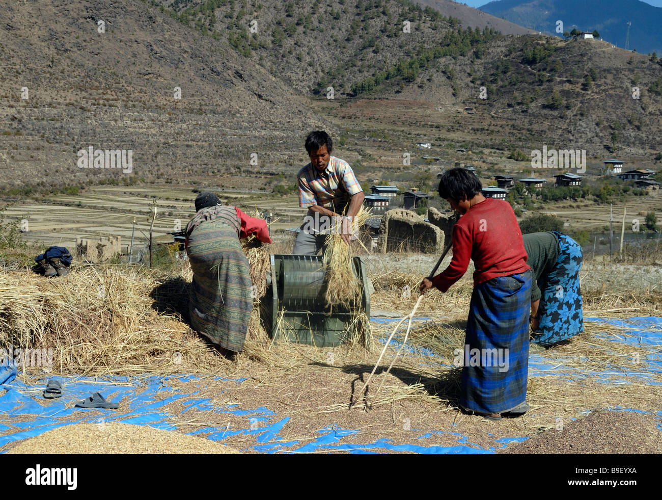 A farming family thresh the rice harvest using a pedal powered ...