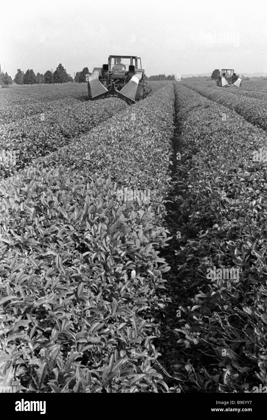Automated tea harvesting Stock Photo - Alamy
