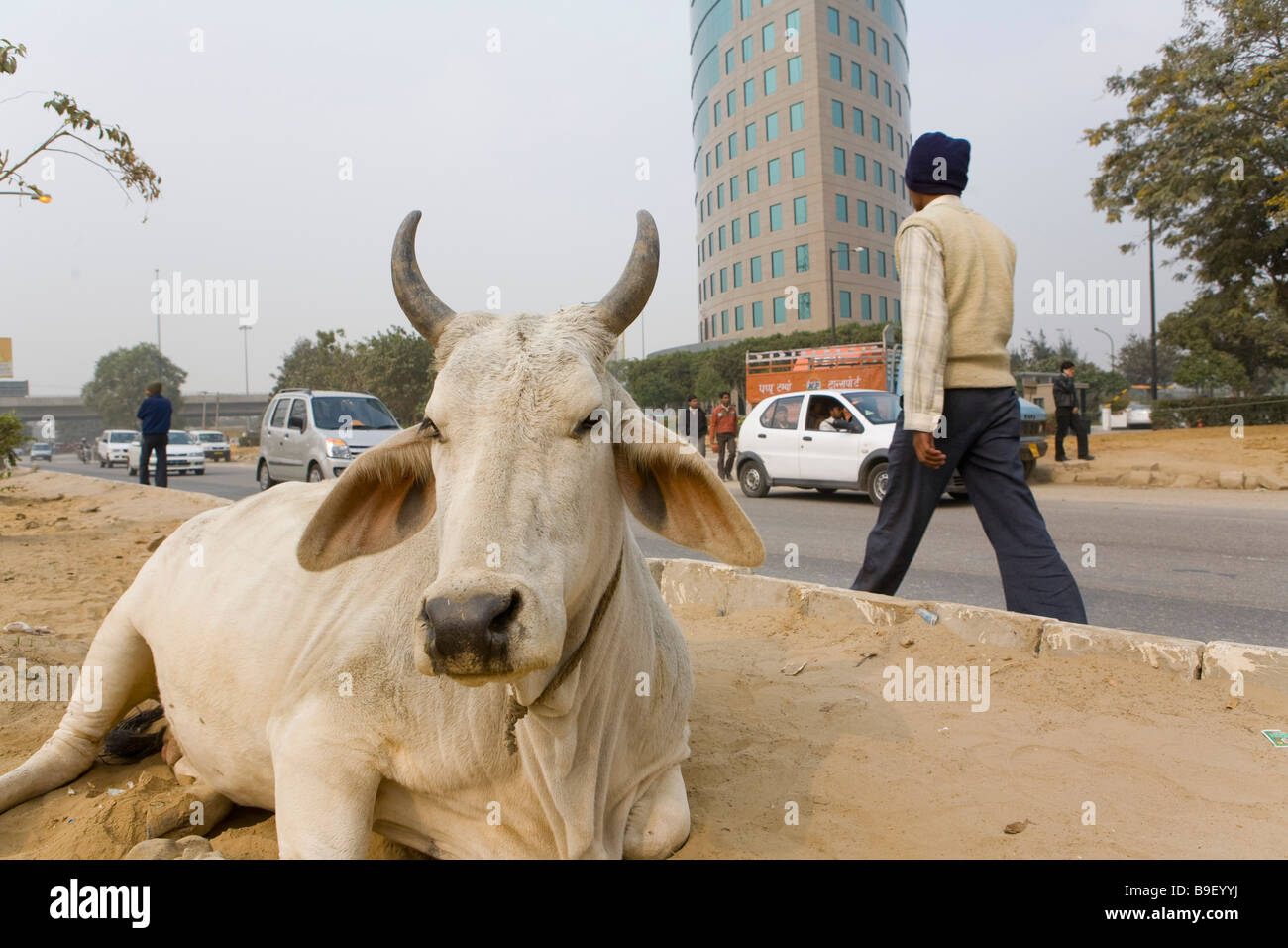 India city cow skyscraper hi-res stock photography and images - Alamy
