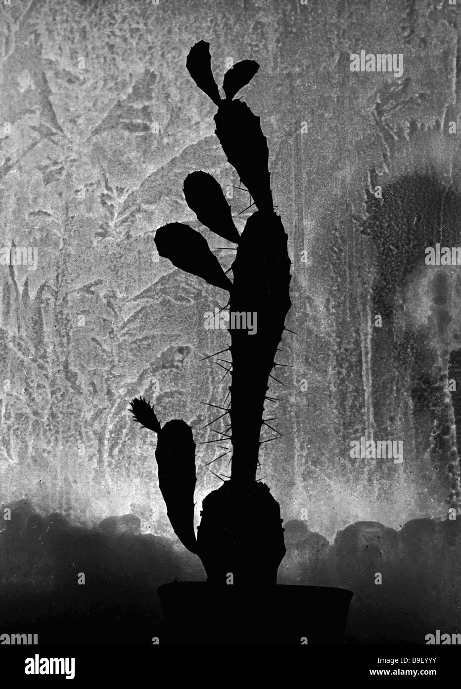 A cactus on a hoar frosty window Stock Photo - Alamy