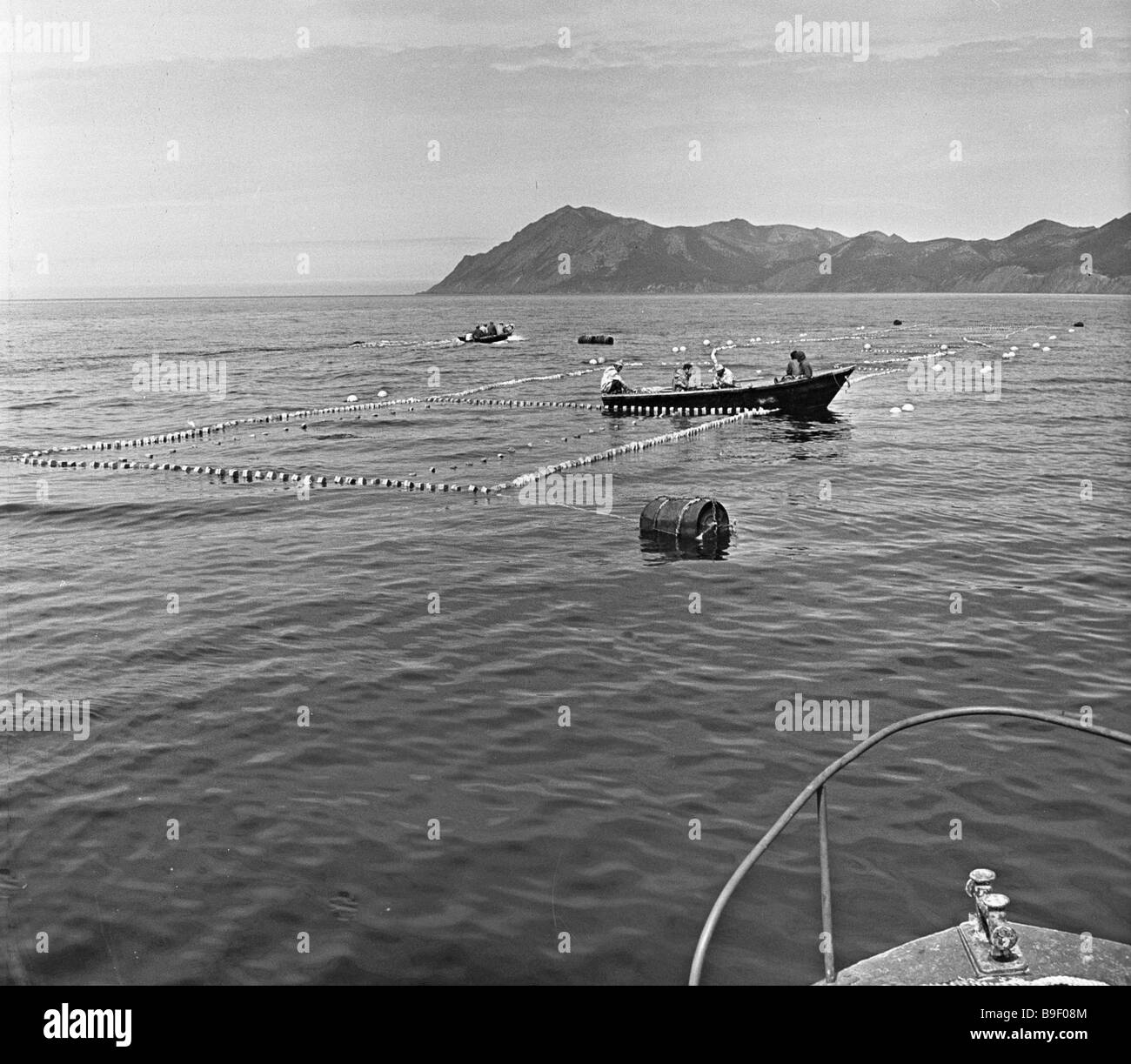 Hunchback Salmon High Resolution Stock Photography and Images - Alamy