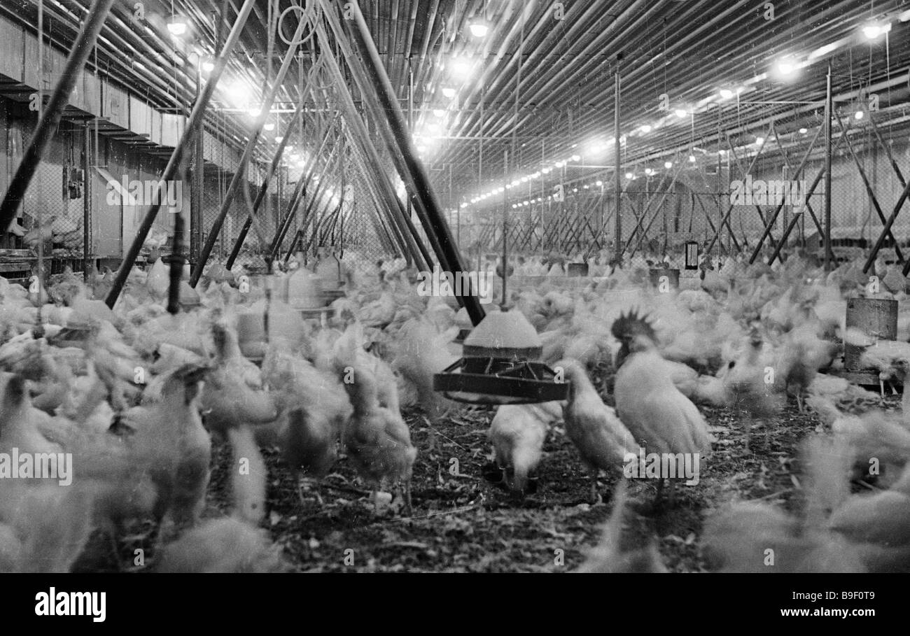 Poultry flock at the Dalnevostochnaya poultry farm Stock Photo - Alamy