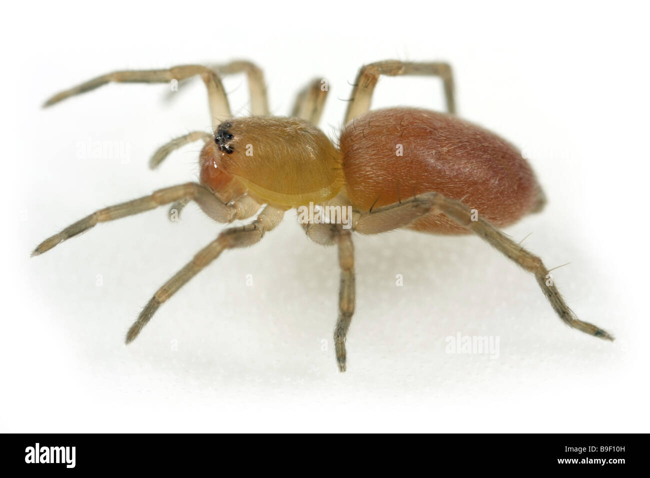 The Sac spider Clubiona trivialis, female, family Clubionidae, on white ...