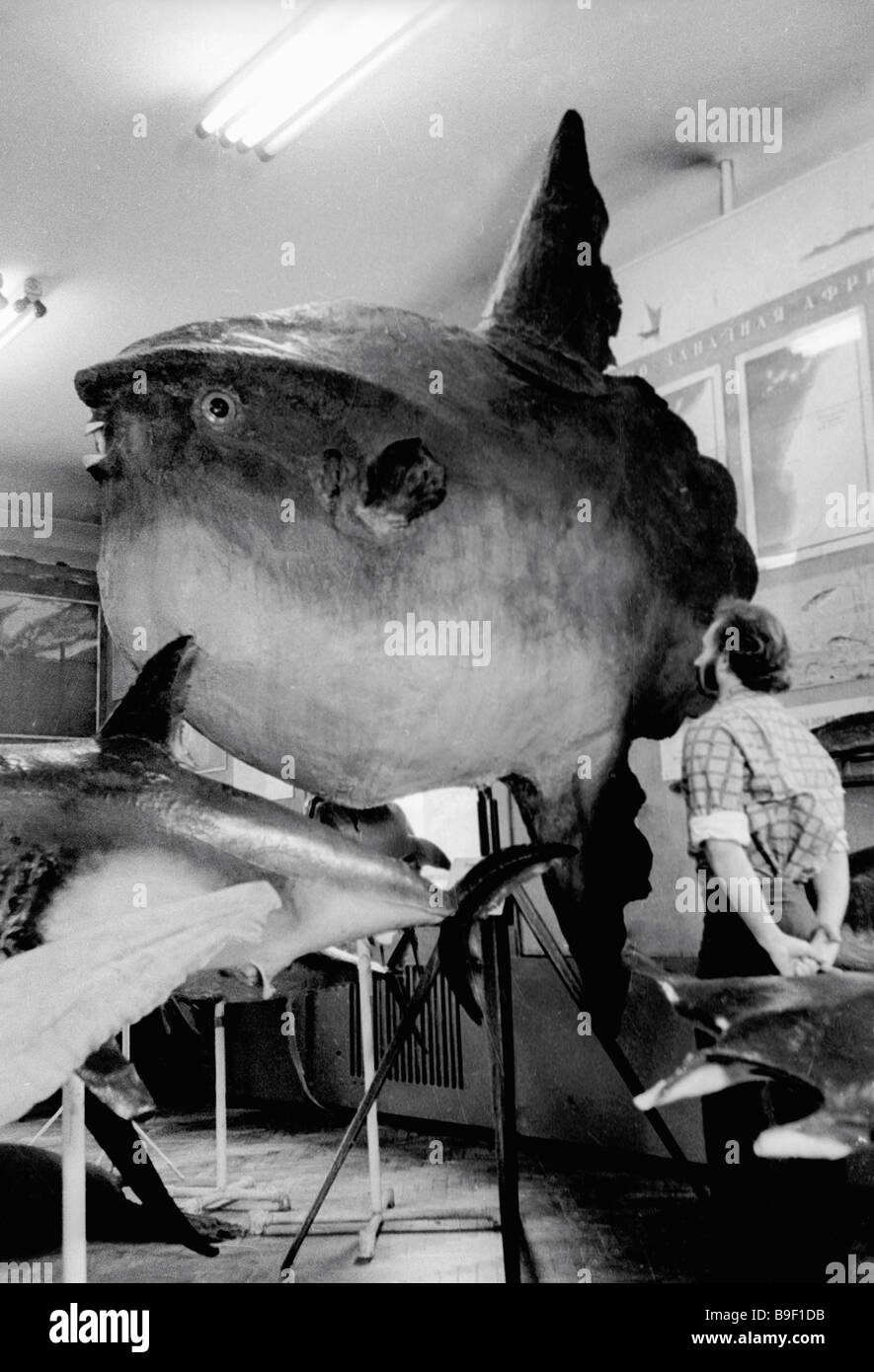 Stuffed sunfish Museum of the Atlantic Research Institute of Fishing ...