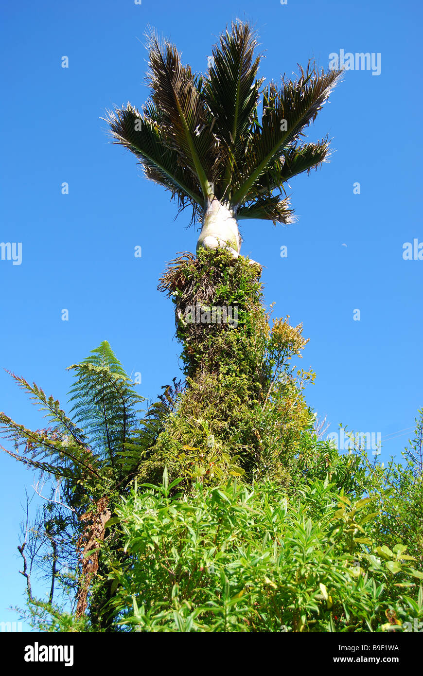 Nikau Palm trees, Punakaiki, Paparoa National Park, West Coast Region ...