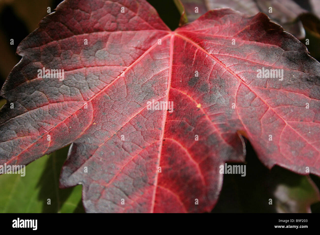 Climbing wild vine hi-res stock photography and images - Alamy