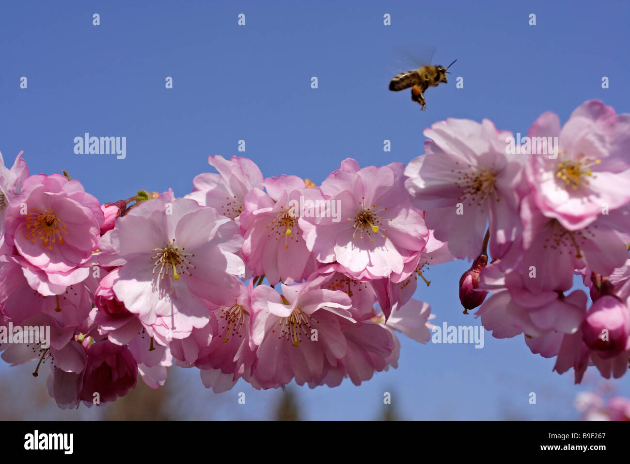 Flying wasp hi-res stock photography and images - Alamy