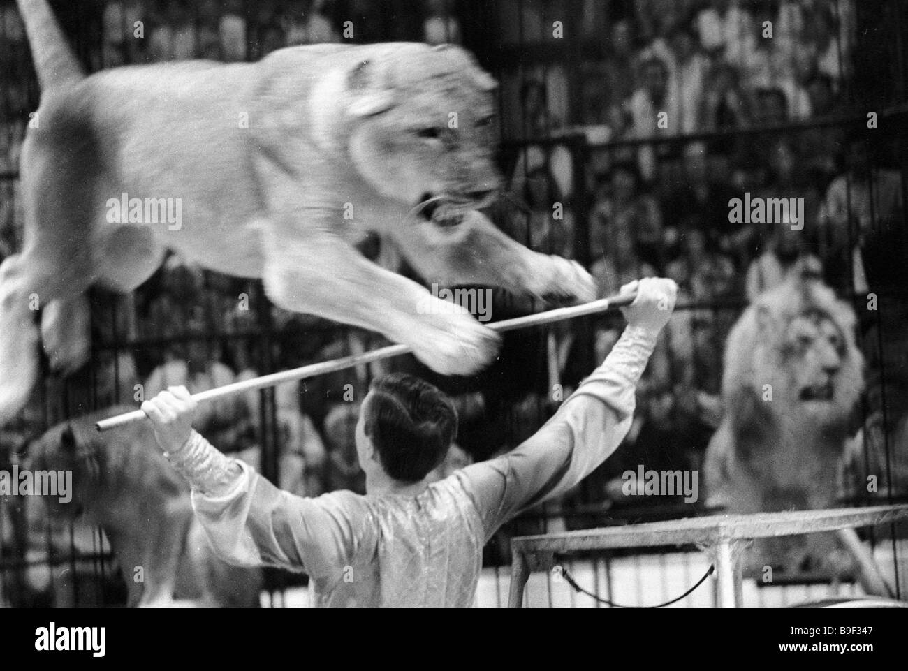 Lion tamer Boris Denisov giving a performance with tamed lions in the ...