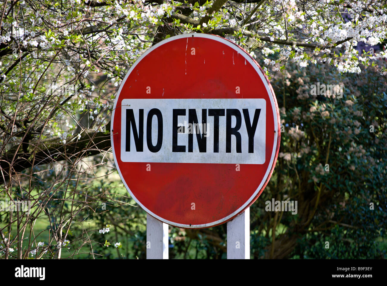 british no entry sign against a backdrop of cherry blossom Stock Photo ...