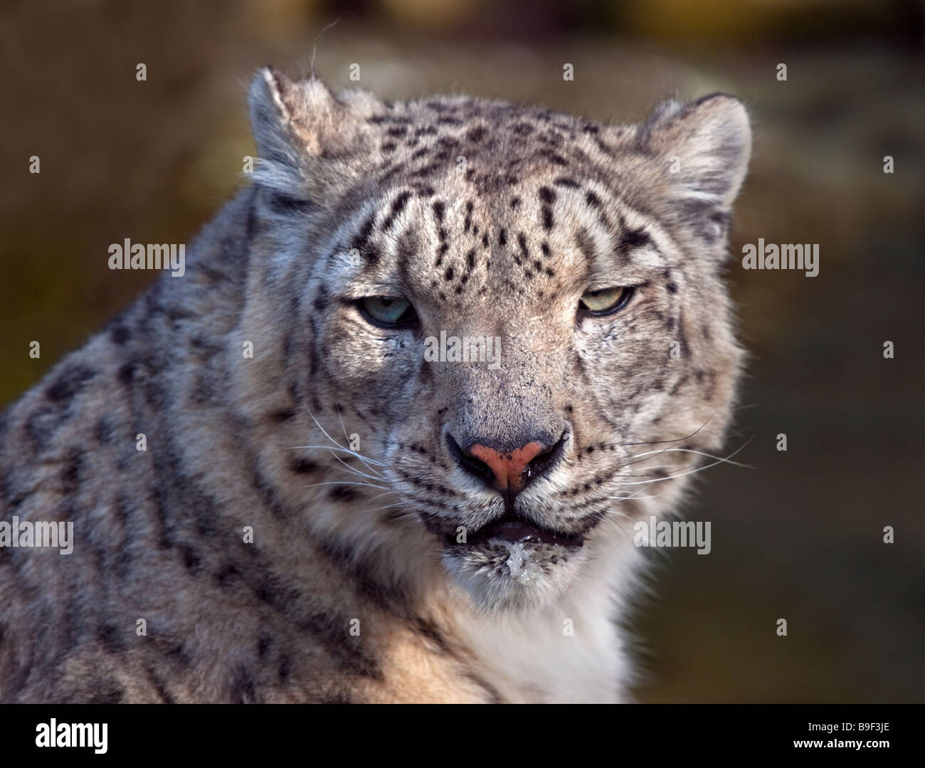 Snow Leopard (uncia uncia), UK Stock Photo - Alamy