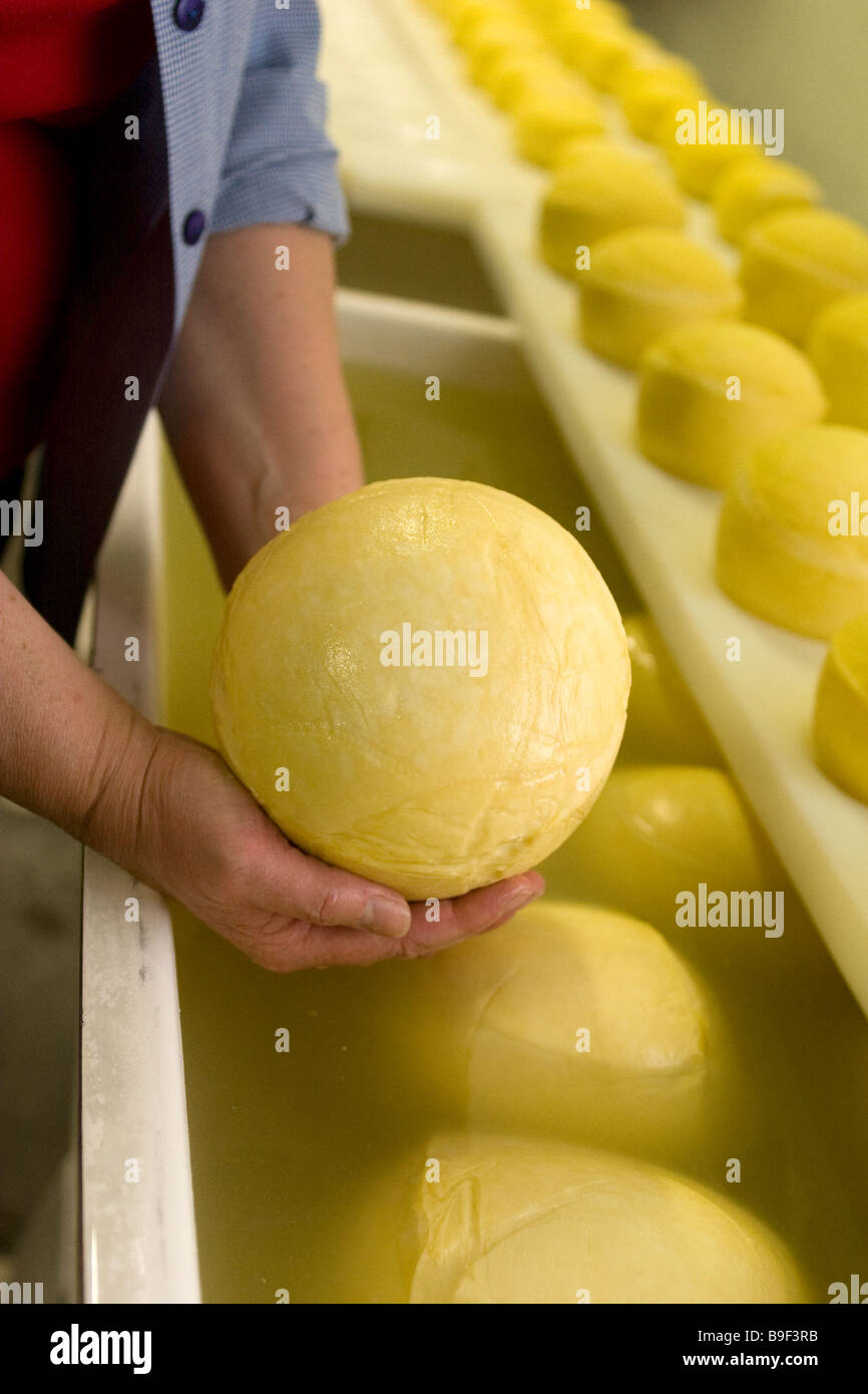 A ball of Edam cheese is picked from rine and held up by the cheese ...