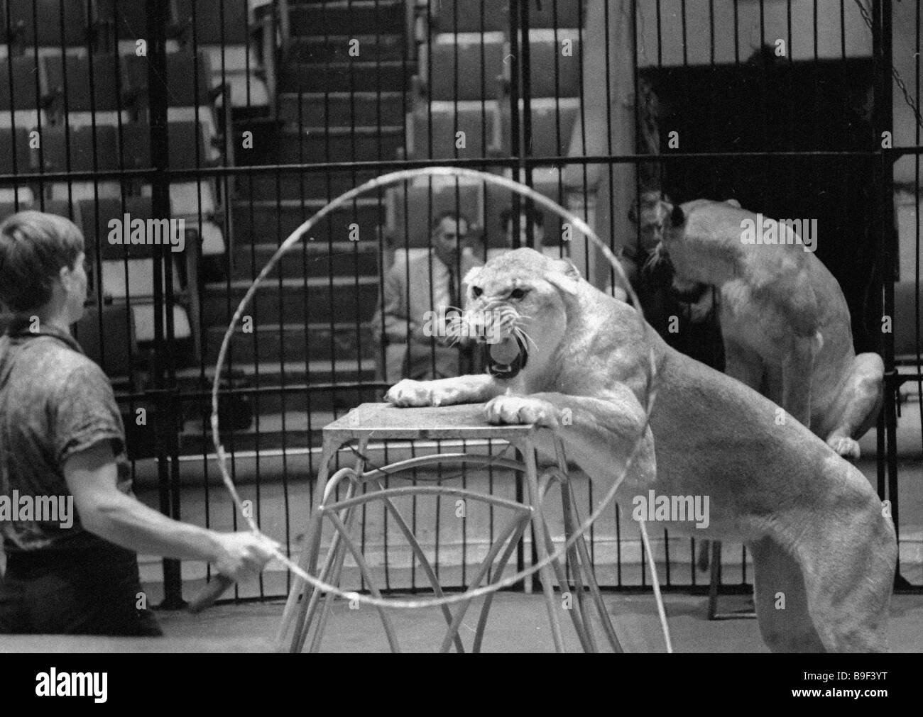 Boris Denisov Moscow State Circus animal tamer rehearses hoop jumping ...