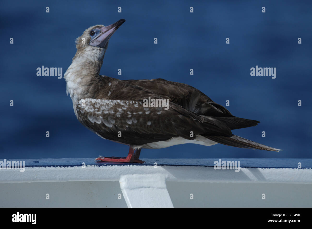 Red Footed Booby Stock Photo - Alamy