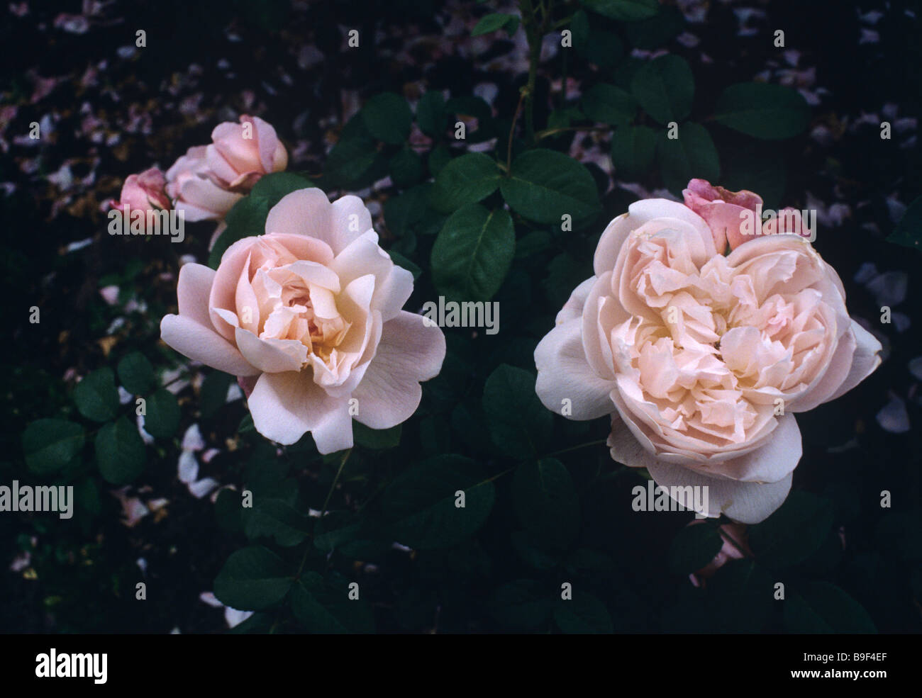 English country garden rose hi-res stock photography and images - Alamy