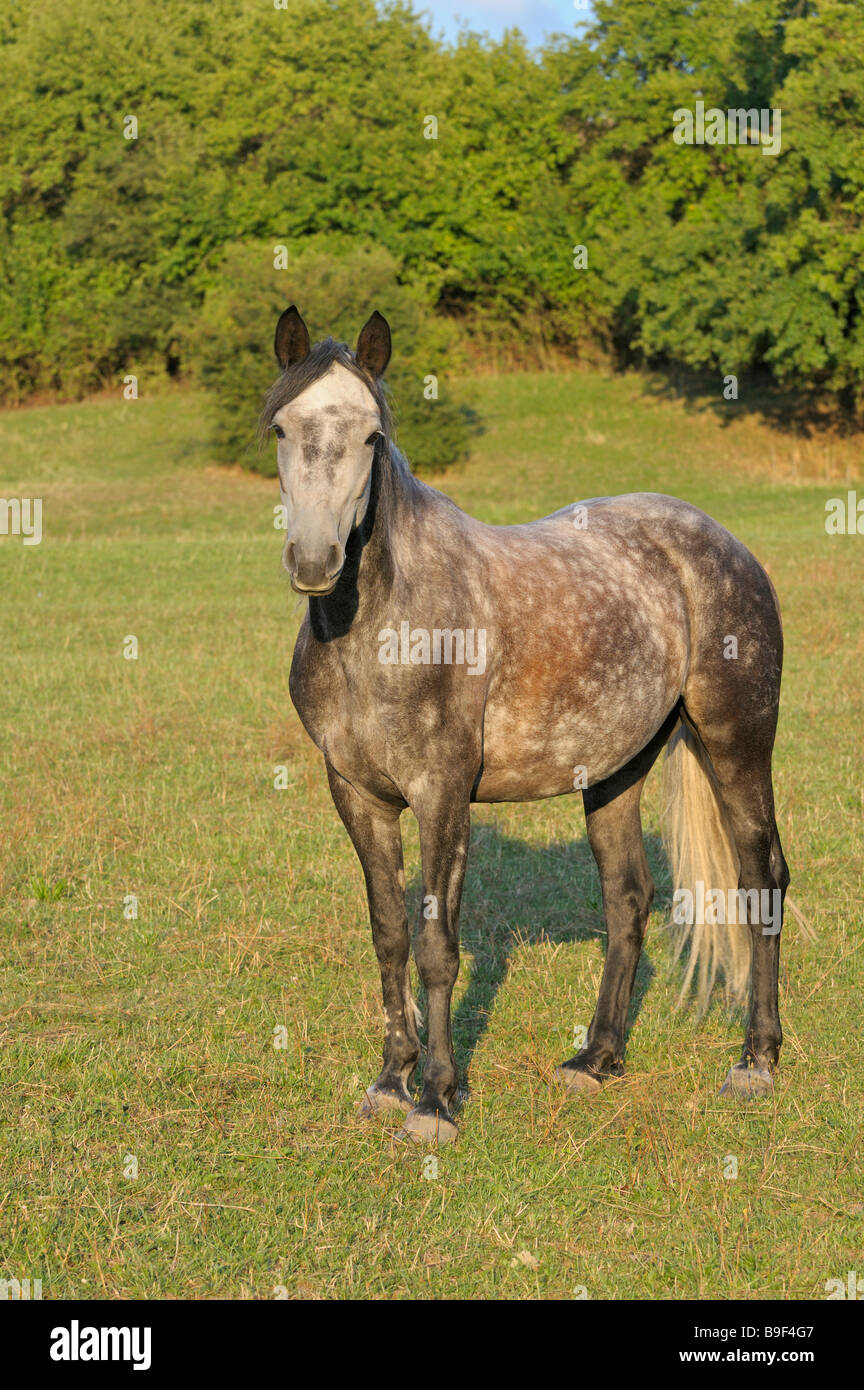 Connemara pony mare in the evening Stock Photo - Alamy