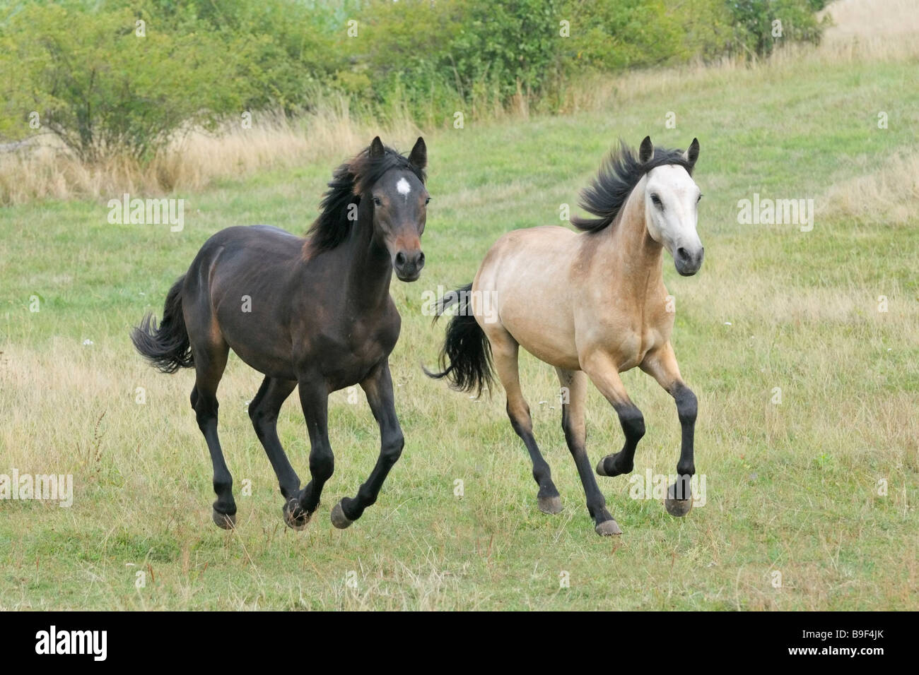 Two ponies galloping hi-res stock photography and images - Alamy