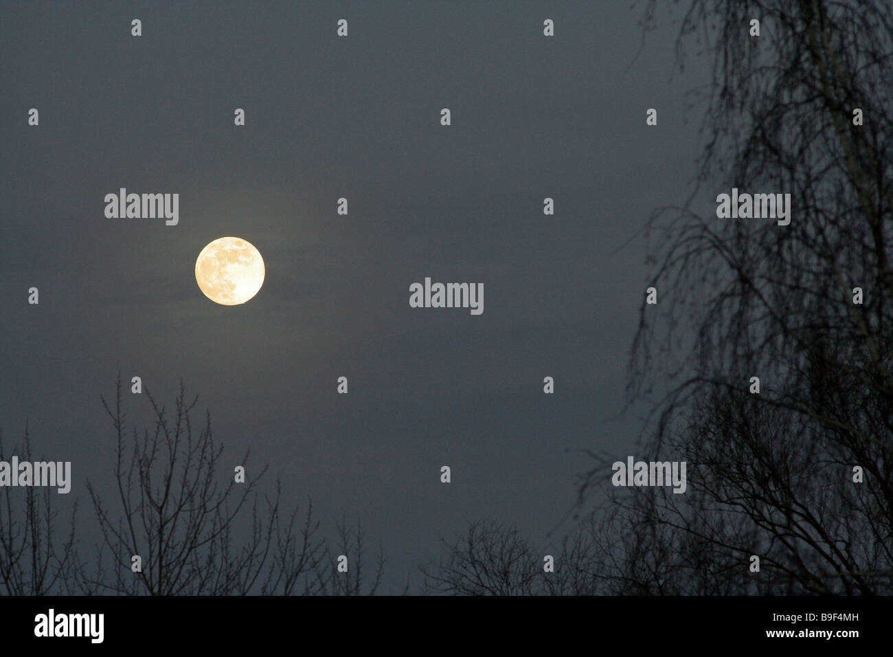 Trees in the moonlight Stock Photo - Alamy