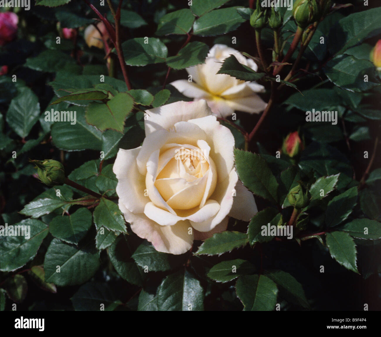 Crocus Rose a David Austin, English Rose Stock Photo - Alamy