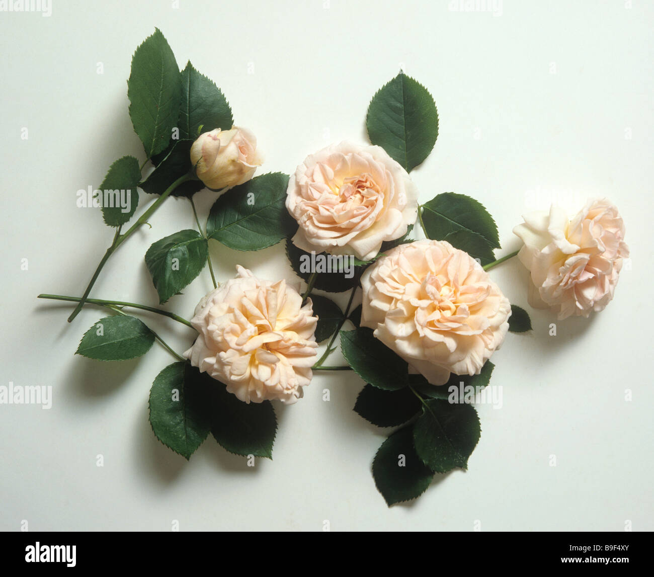 Cymbeline a david austin hi-res stock photography and images - Alamy