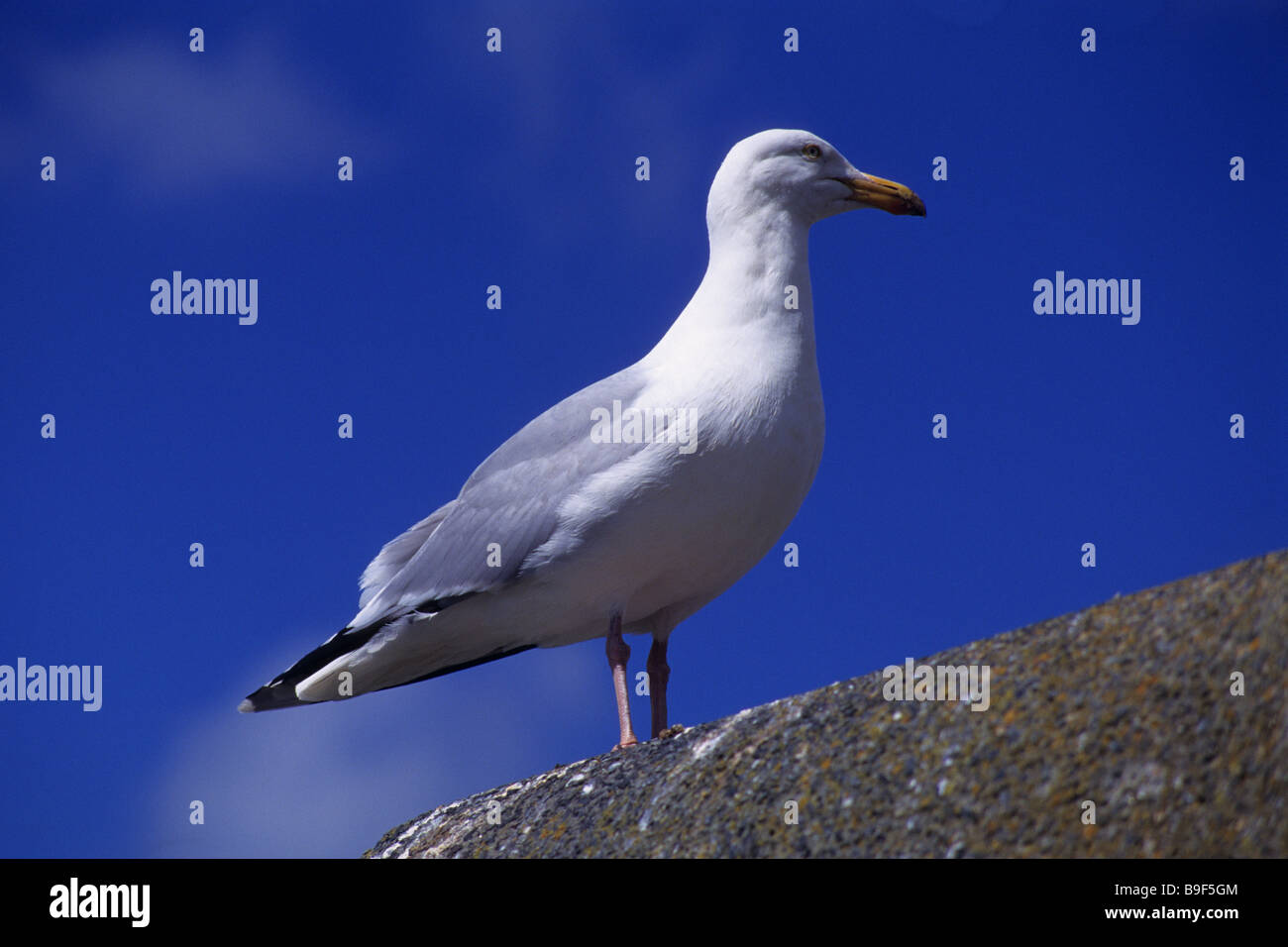 Seagul and blue sky Stock Photo - Alamy