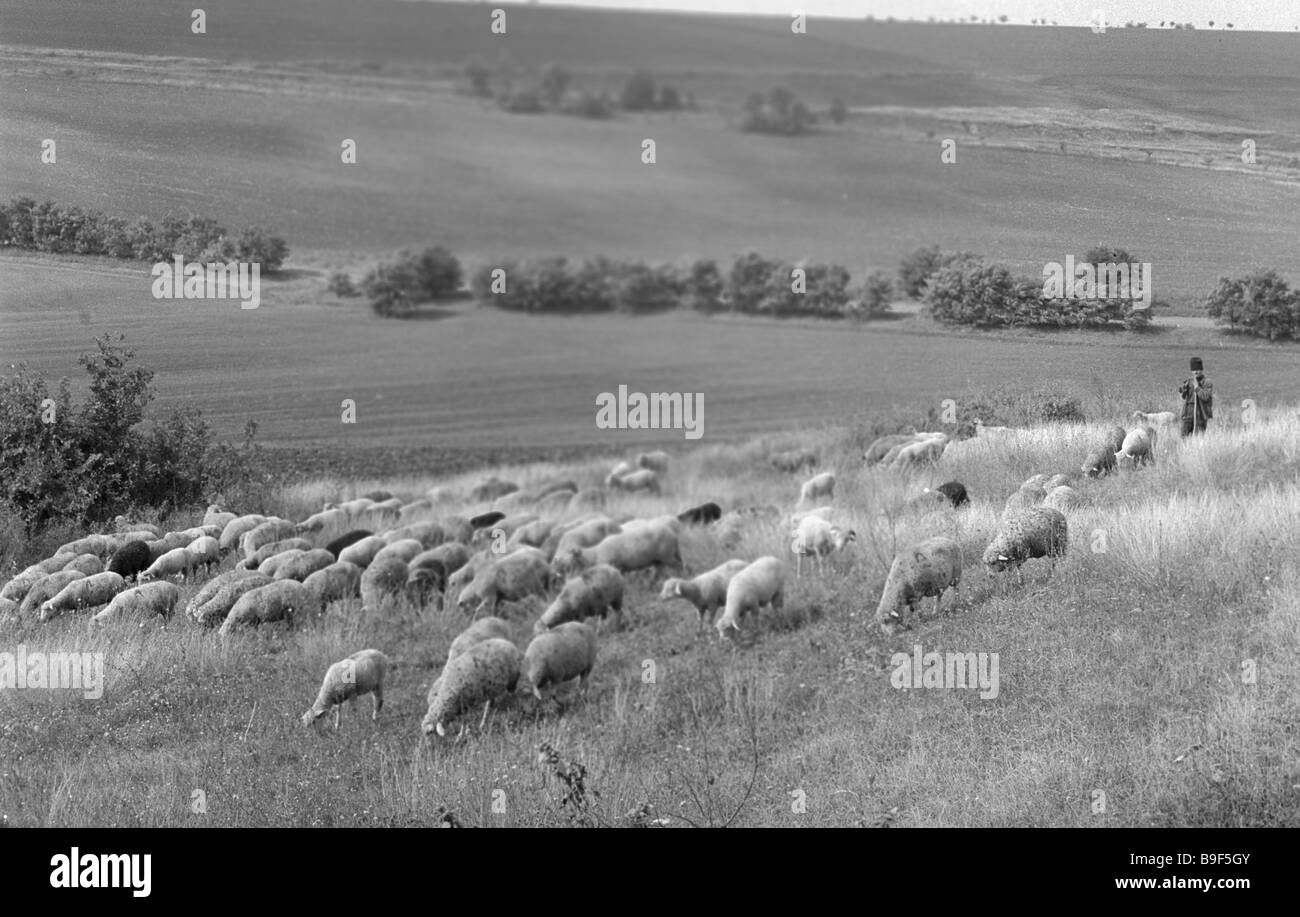 Karakul Sheep Stock Photos & Karakul Sheep Stock Images - Alamy