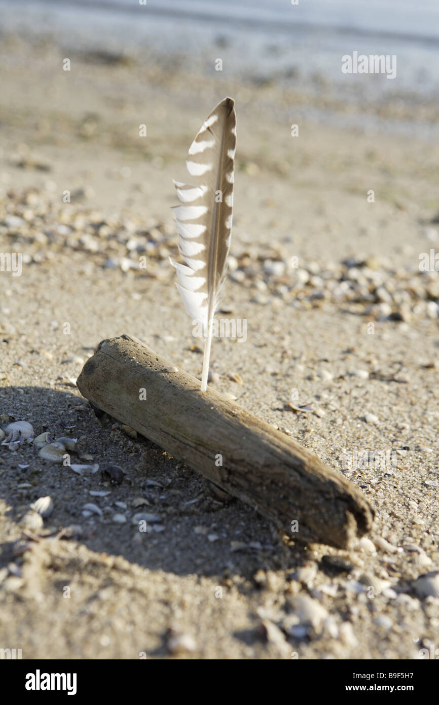 sandy beach wood feather "ship" beach branch wood-piece alluvial bird ...