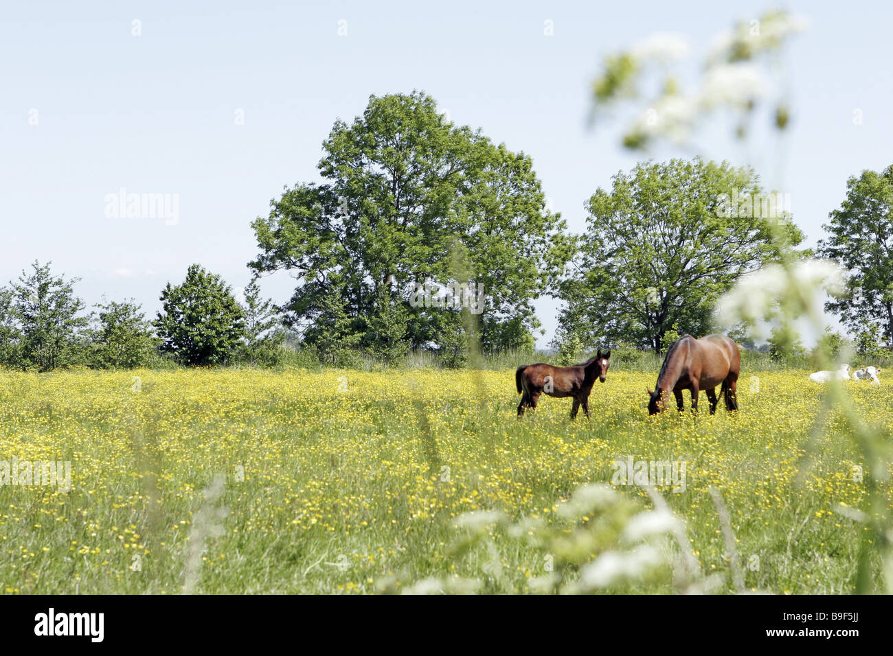 flower meadow mare foals paddock paddock meadow animals mammals horses ...