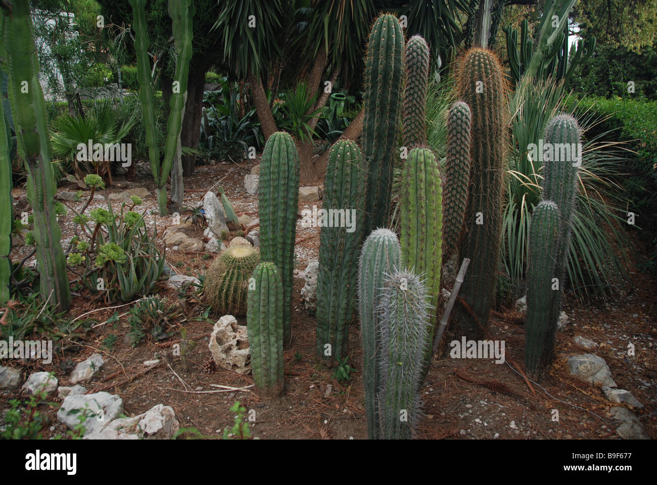 Cactus sicily hi-res stock photography and images - Alamy