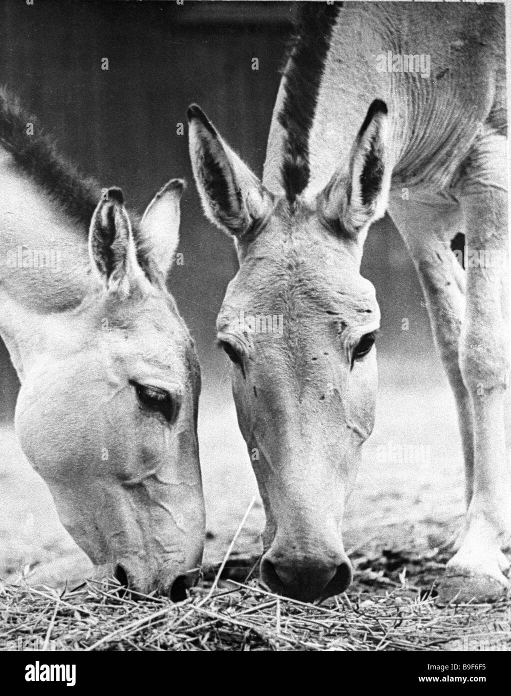 Onagers in the Badkhyz nature reserve Stock Photo - Alamy