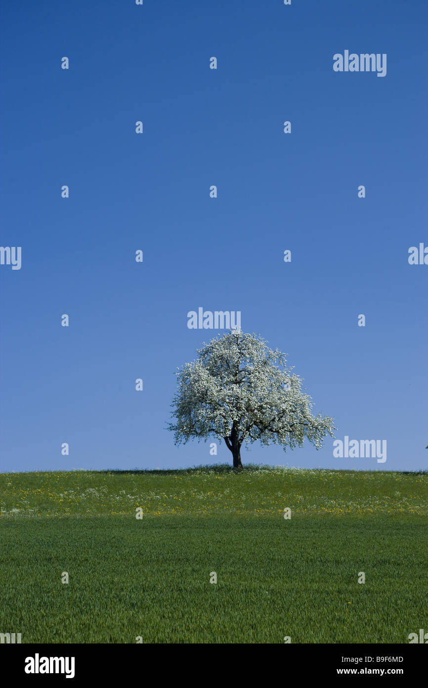 Meadow hills pear blooming spring Stock Photo - Alamy