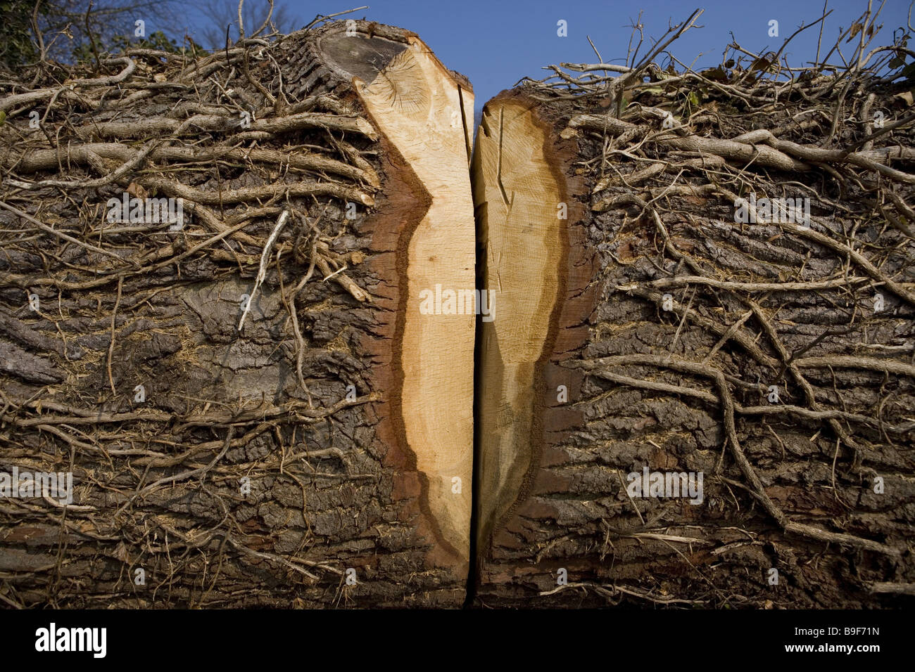 Log cuts hi-res stock photography and images - Alamy
