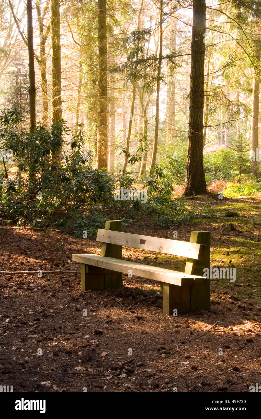 A Forest Bench resting place in the New Forest in Hampshire, UK Stock ...