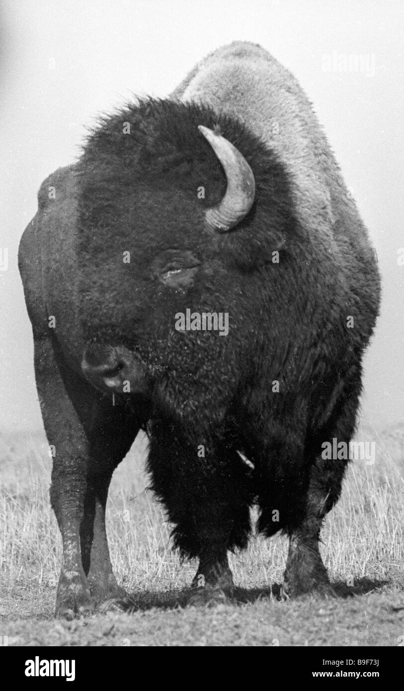 Bison in the Askania Nova natural reserve Stock Photo - Alamy
